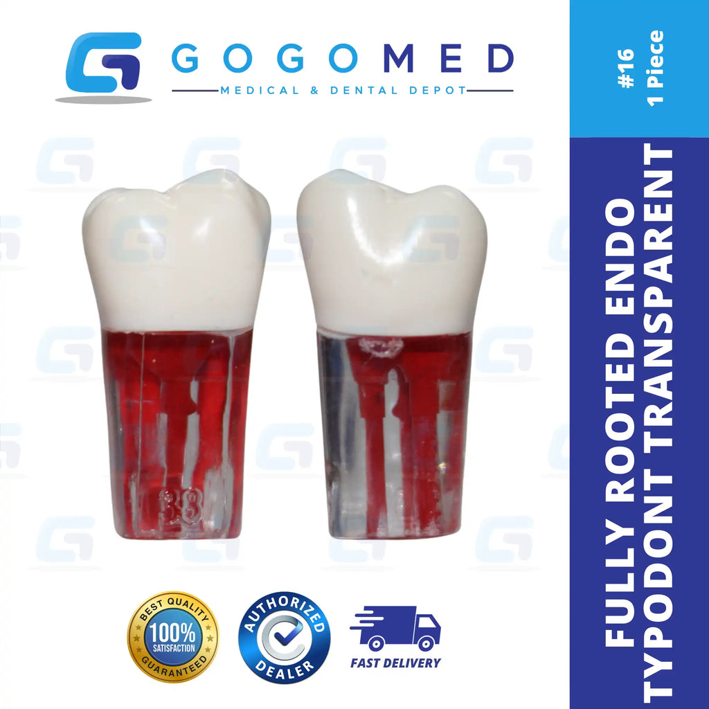 Fully Rooted Endo Typodont - Transparent – Gogomed Supplies