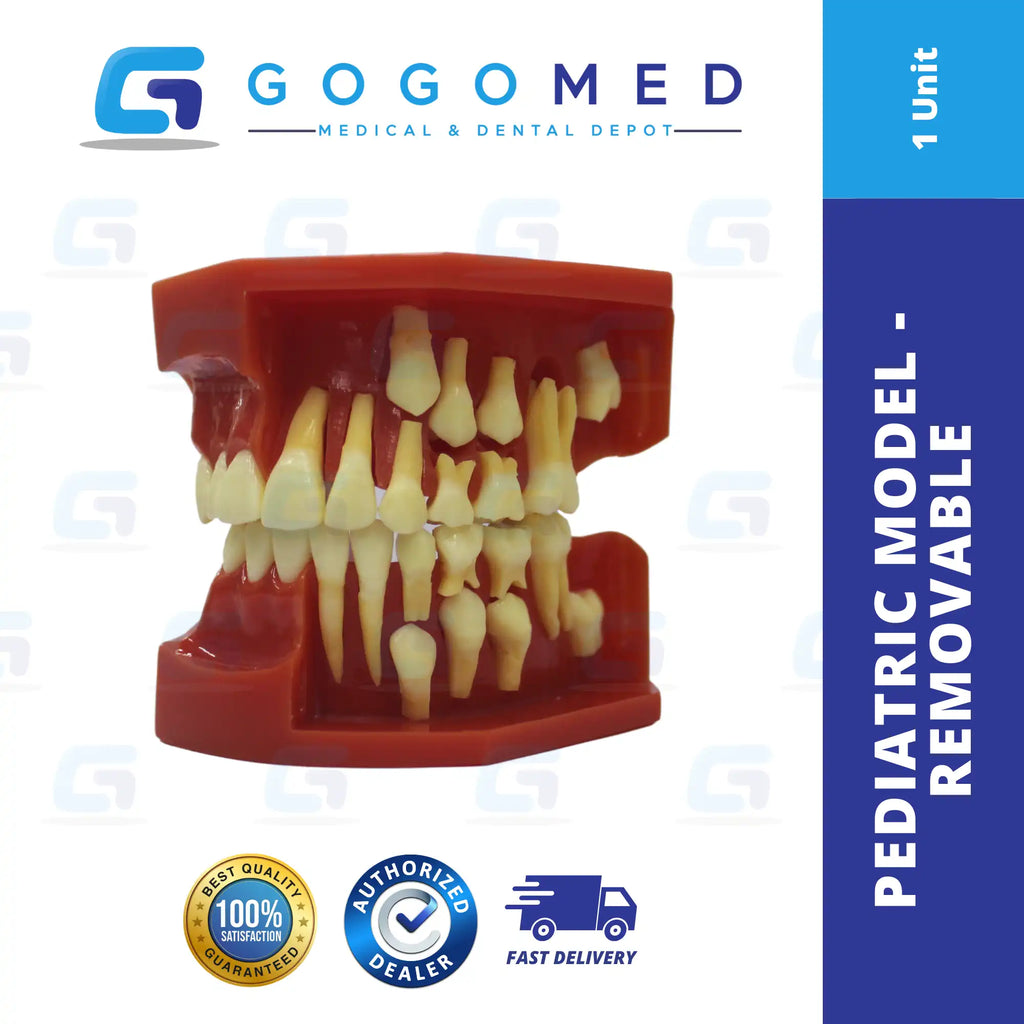 Pediatric Model Removable – Gogomed Supplies