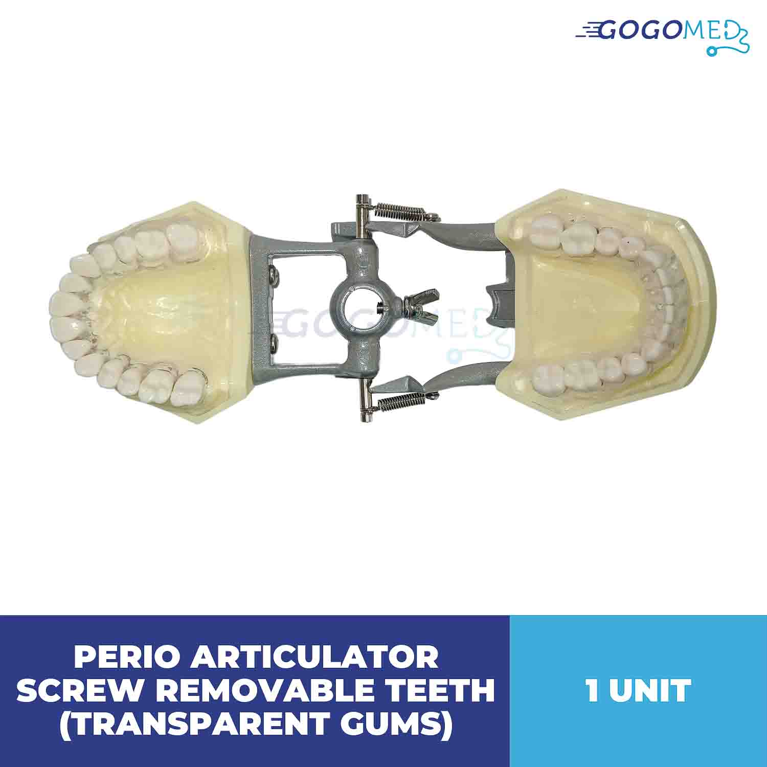 Perio Articulator Screw Removable Teeth (Transparent Gums) – Gogomed ...